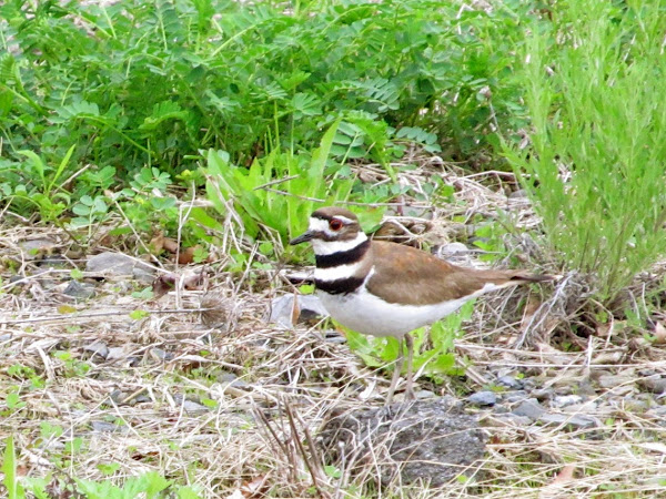Killdeer | Project Noah