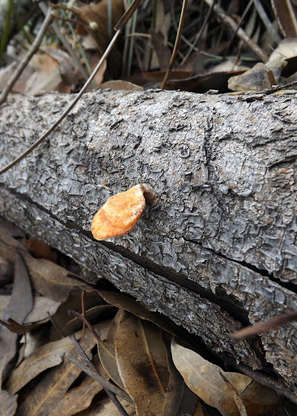 Hemlock Varnish Shelf | Project Noah
