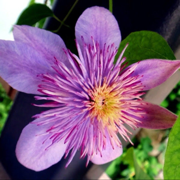 Clematis | Project Noah
