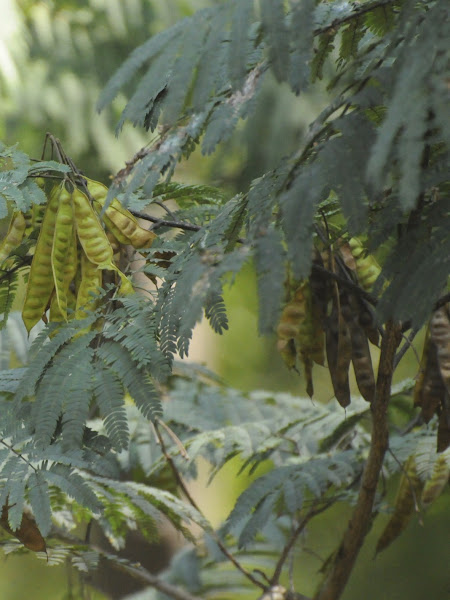 Mimosa / Silk Tree | Project Noah