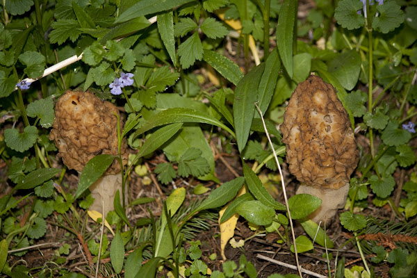 Morel Mushrooms | Project Noah