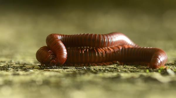 Rusty millipede | Project Noah