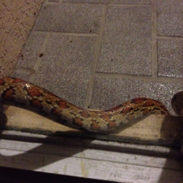 Corn snake | Project Noah