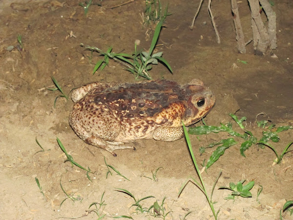Cane toad | Project Noah