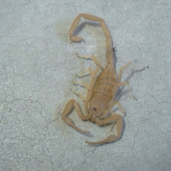 Scorpion | Project Noah