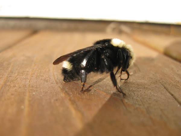 Yellow-faced Bumble Bee | Project Noah