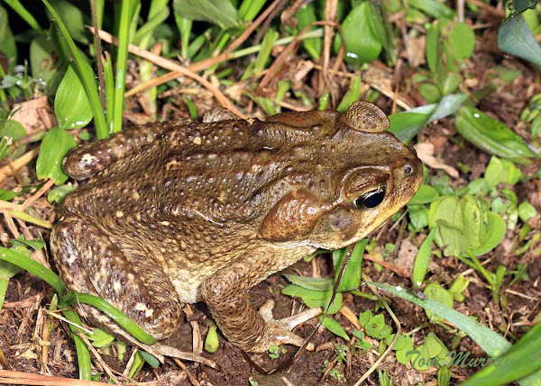 Cane Toad | Project Noah