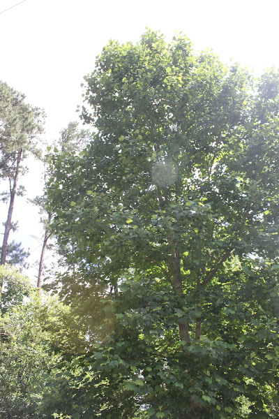 Tulip Poplar Tree | Project Noah