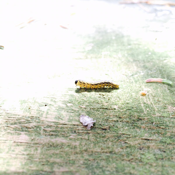 Inch worm | Project Noah