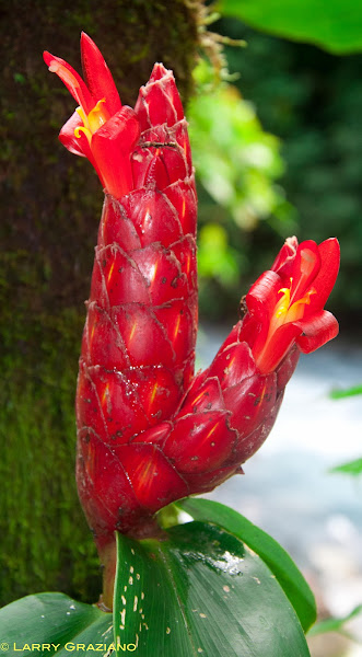 Red Button Ginger | Project Noah