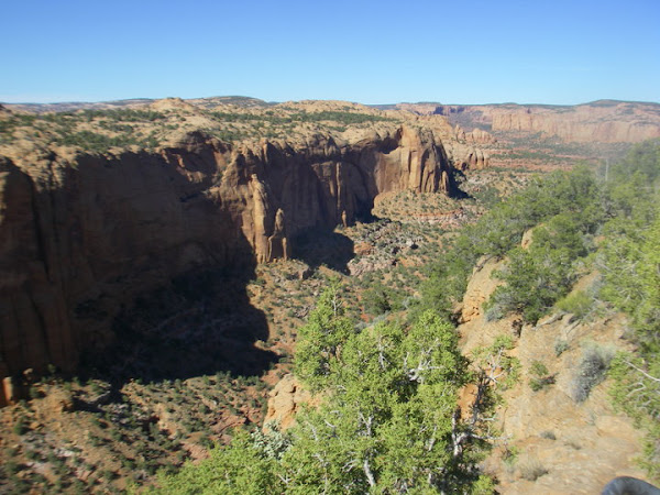 Utah Juniper | Project Noah