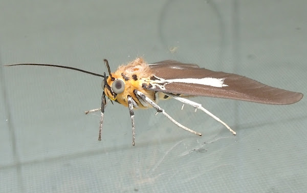 Snouted Tiger Moth | Project Noah