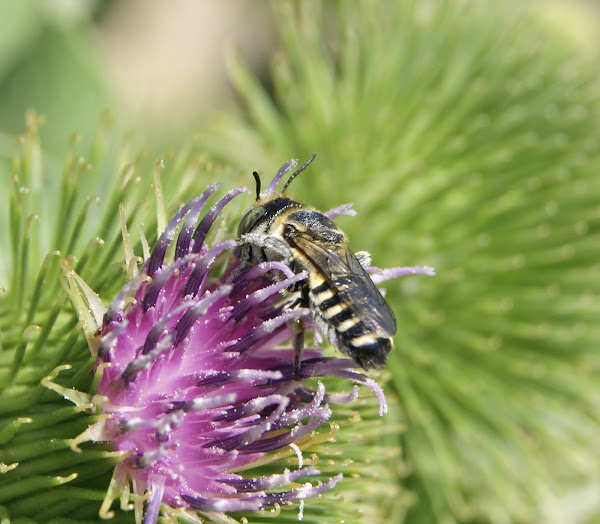 Leafcutter Bee | Project Noah