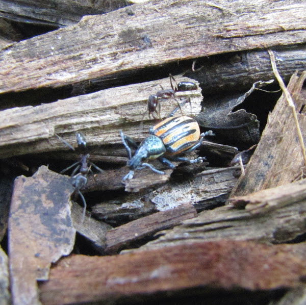 Root Weevil | Project Noah