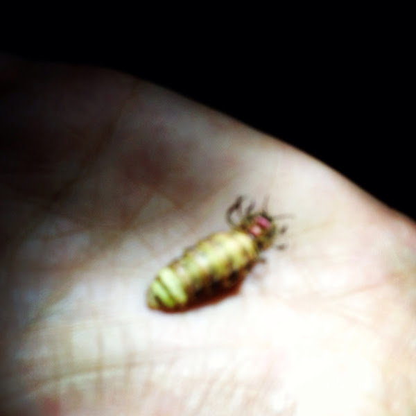 Glow-worm | Project Noah
