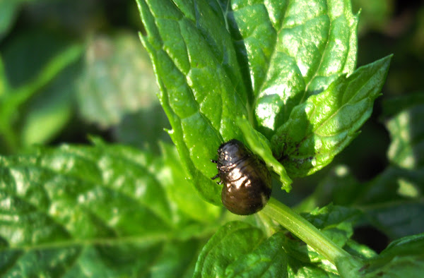 Leaf Beetle larva | Project Noah
