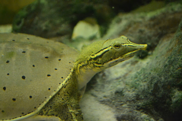 Softshell turtle | Project Noah