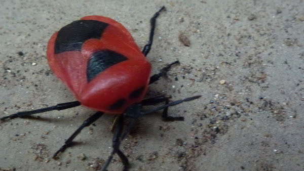 Red Pentatomid bug | Project Noah