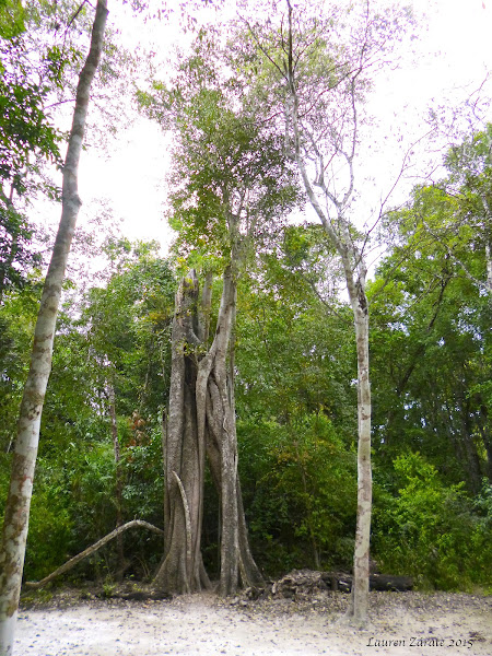 Strangler Fig | Project Noah