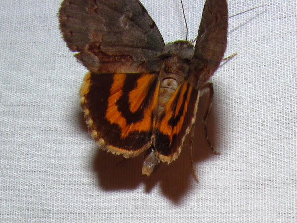 Woody Underwing | Project Noah