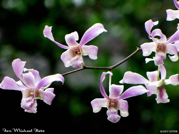dendrobium orchid | Project Noah