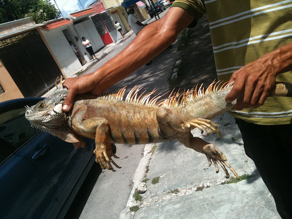 Iguana | Project Noah