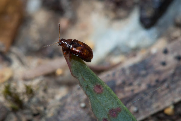 Flea Leaf Beetle | Project Noah