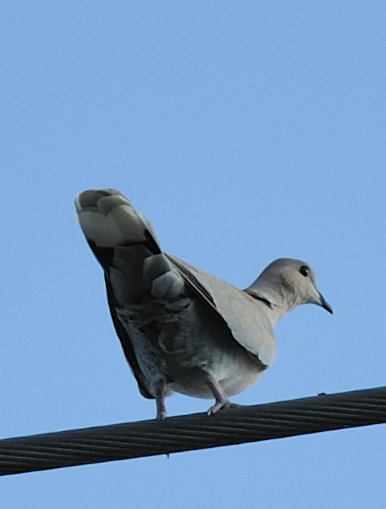 collared dove | Project Noah