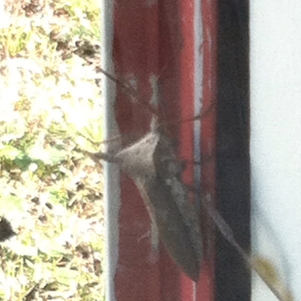 Florida Leaf-Footed Bug | Project Noah