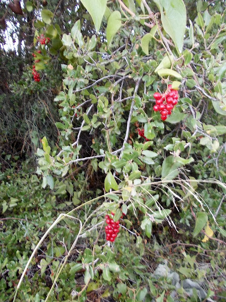 Rough bindweed (Αρκουδόβατος) | Project Noah