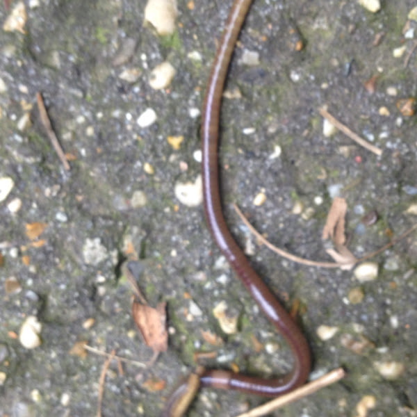 Earth worm | Project Noah