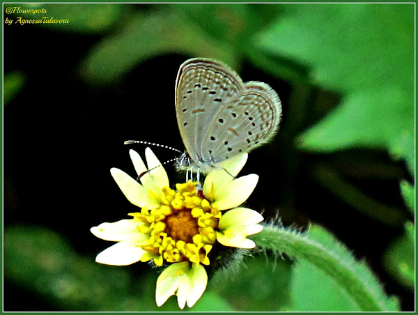 Tiny Grass Blue Butterfly | Project Noah