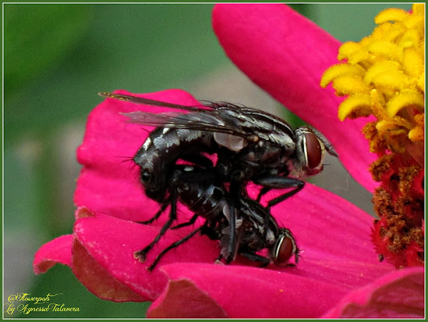 Sarcophagine Flesh Flies (Mating) | Project Noah