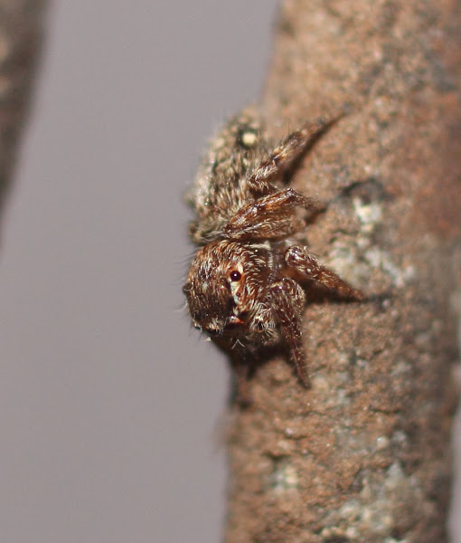 Jumping Spider | Project Noah