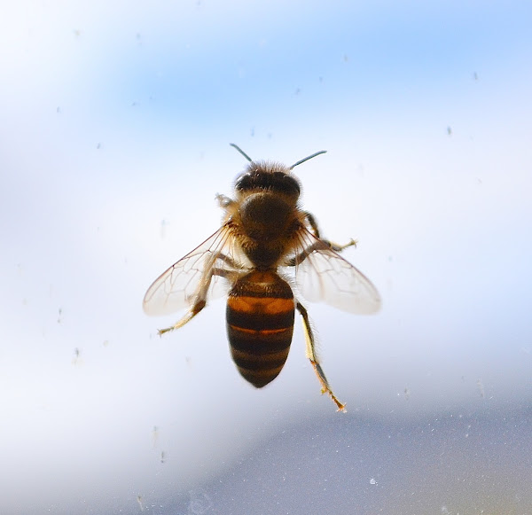 African Bee | Project Noah