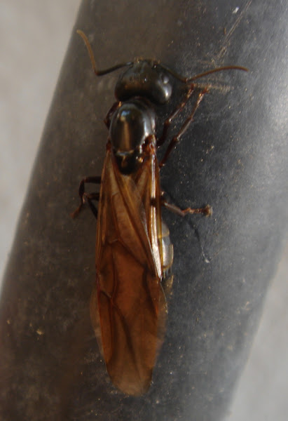 Eastern Black Carpenter Ant, winged queen | Project Noah