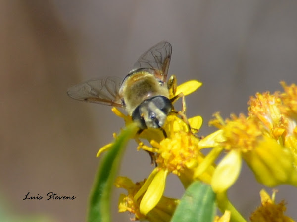 Syrphidae Fly | Project Noah