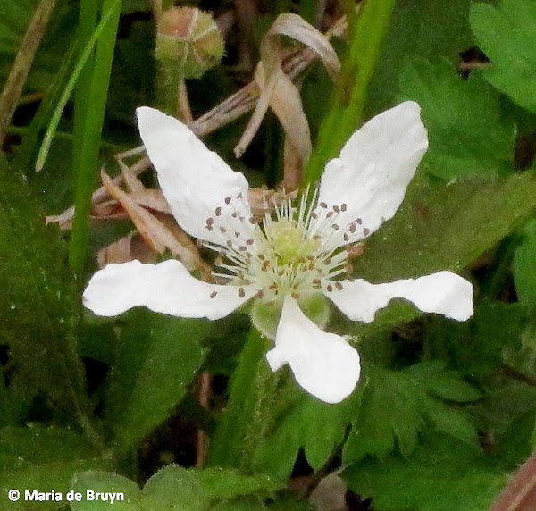 Navajo blackberry | Project Noah