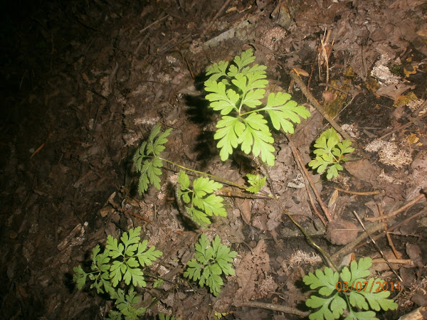 Herb Robert | Project Noah