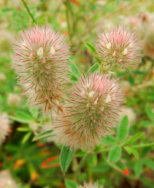 haresfoot clover | Project Noah