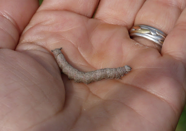 Maple spanworm | Project Noah