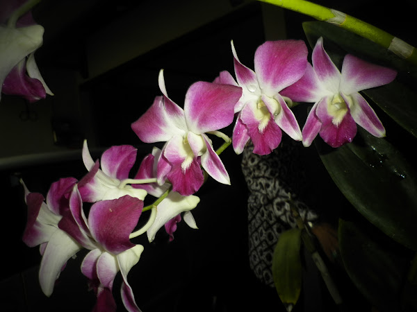 Dendrobium Orchid. | Project Noah