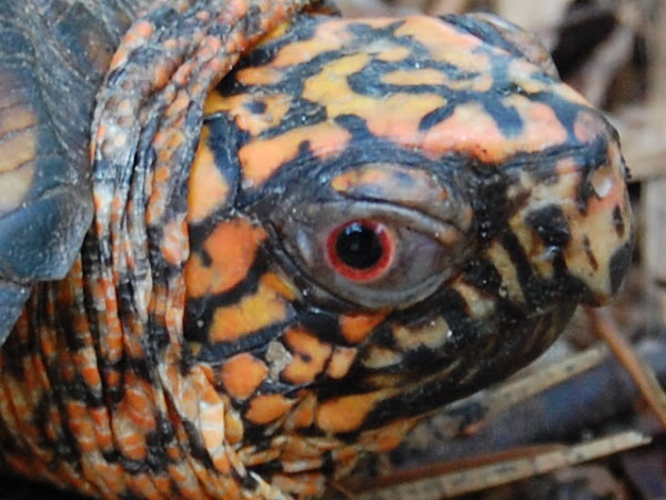 Eastern Box Turtle | Project Noah