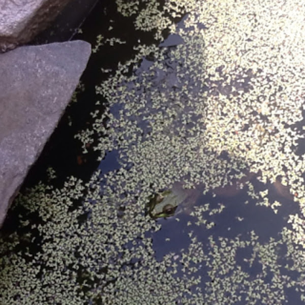 Green Frog | Project Noah