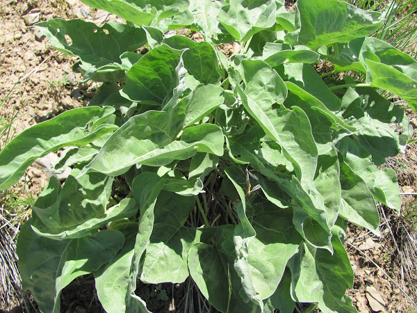 Arrowleaf Balsamroot | Project Noah