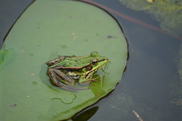 金線蛙 / Green pond frog | Project Noah