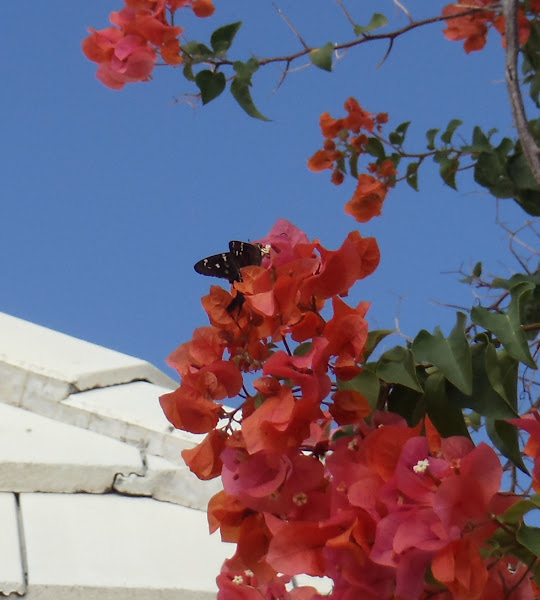 Long-tailed Skipper | Project Noah