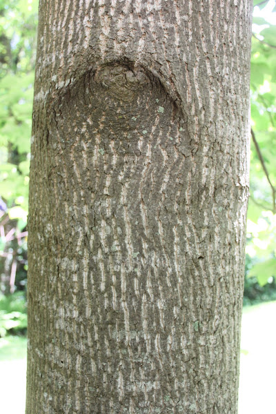 Tulip Poplar Tree | Project Noah