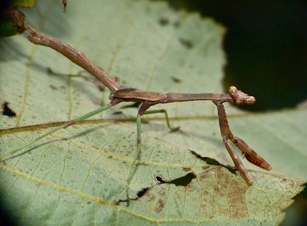Carolina mantis (sub-adult) | Project Noah
