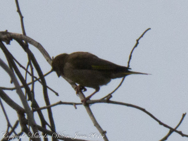 Greenfinch | Project Noah